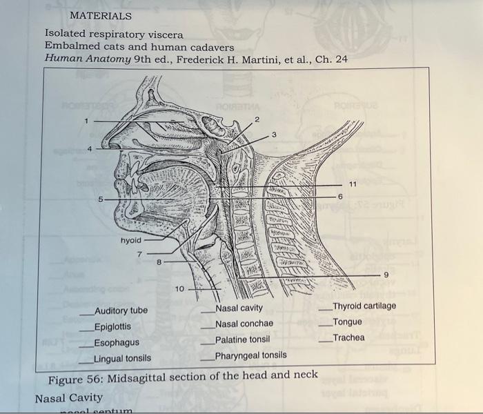 Solved MATERIALS Isolated respiratory viscera Embalmed cats | Chegg.com