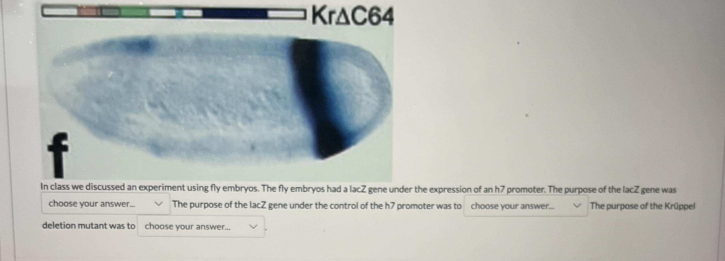 Solved In class we discussed an experiment using fly | Chegg.com