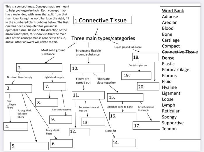 Solved Label the connective tissues below. Each of the | Chegg.com
