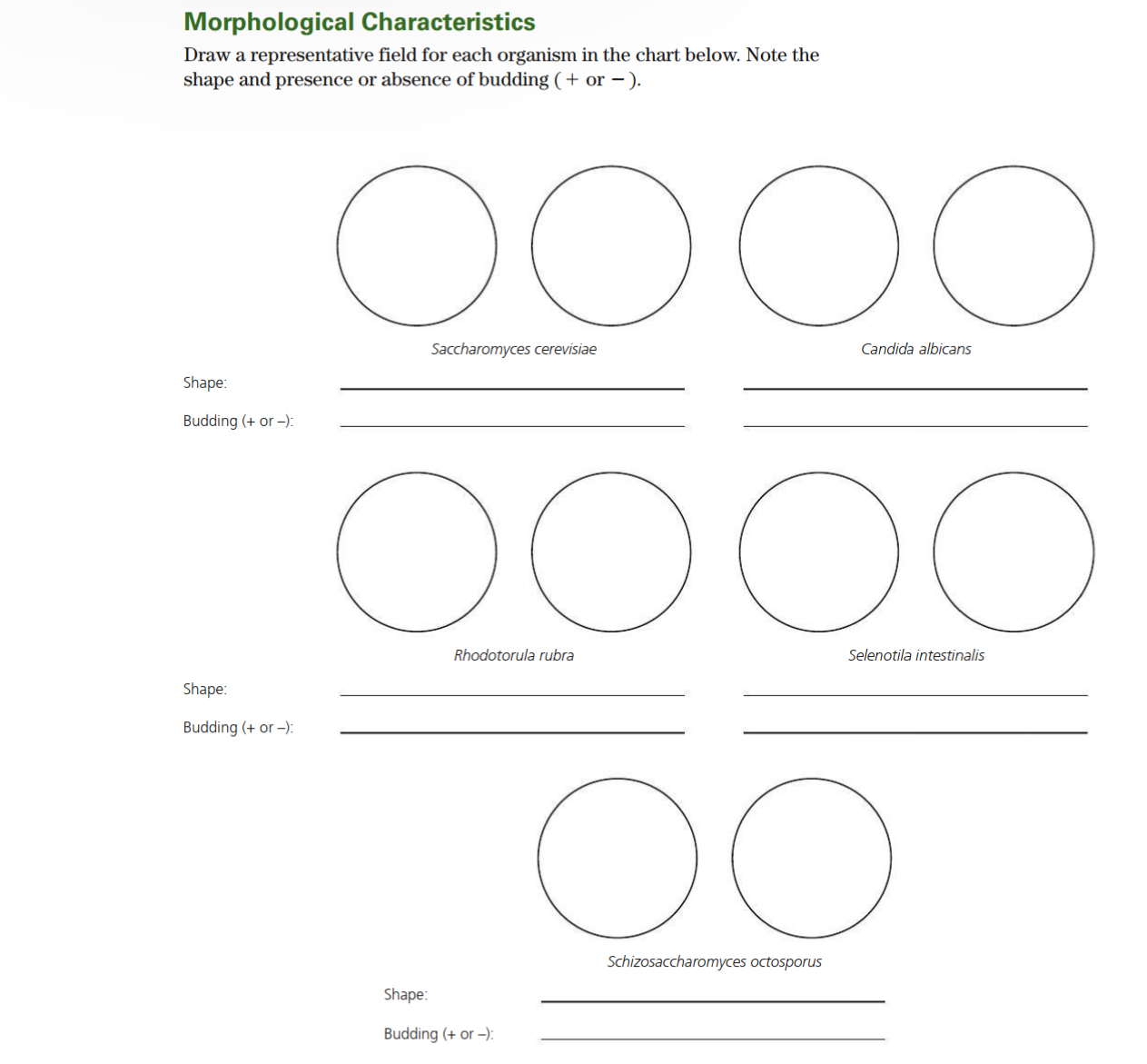 Solved Morphological CharacteristicsDraw a representative | Chegg.com