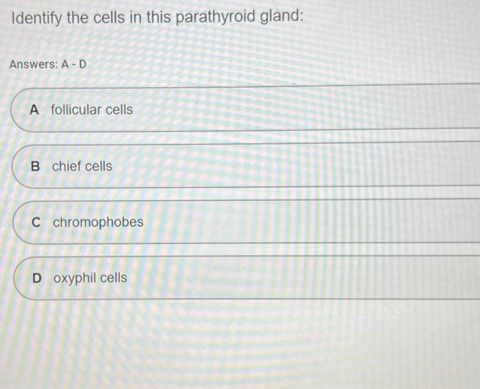 Solved Identify the following cell: Answeis A÷DIdentify the | Chegg.com