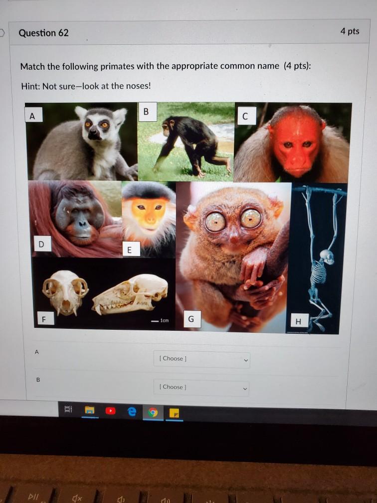 Solved Question 62 4 pts Match the following primates with | Chegg.com