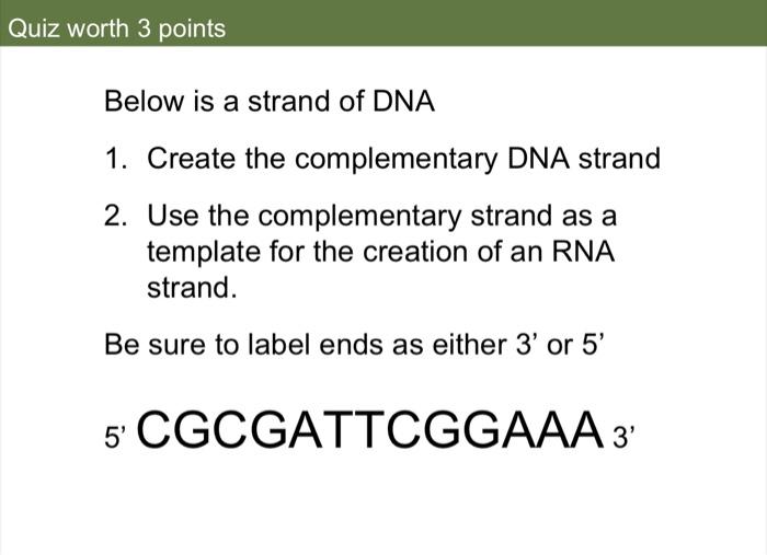 Solved Quiz worth 3 points Below is a strand of DNA a 1. | Chegg.com