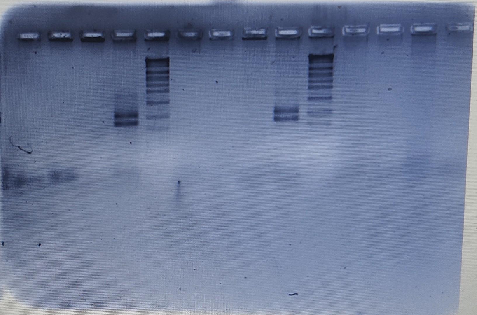 Solved Upload an annotated version of your PCR gel: Use your | Chegg.com