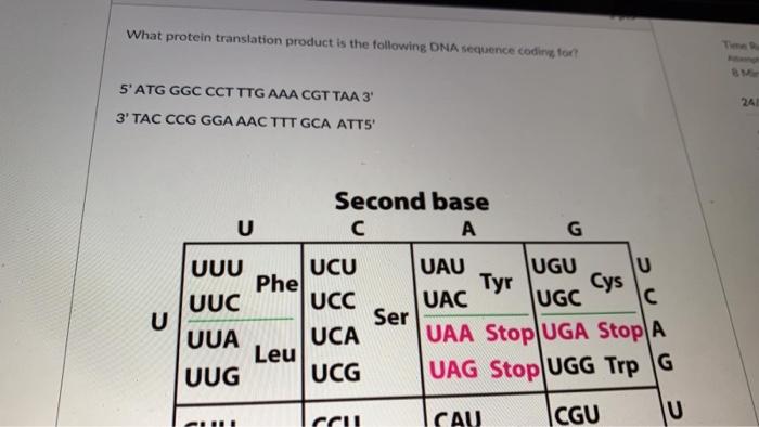 Solved What protein translation product is the following DNA | Chegg.com