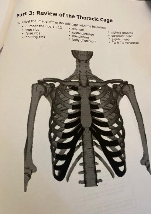 Solved part 3: Review of the Thoracic Cage 1. Label the | Chegg.com