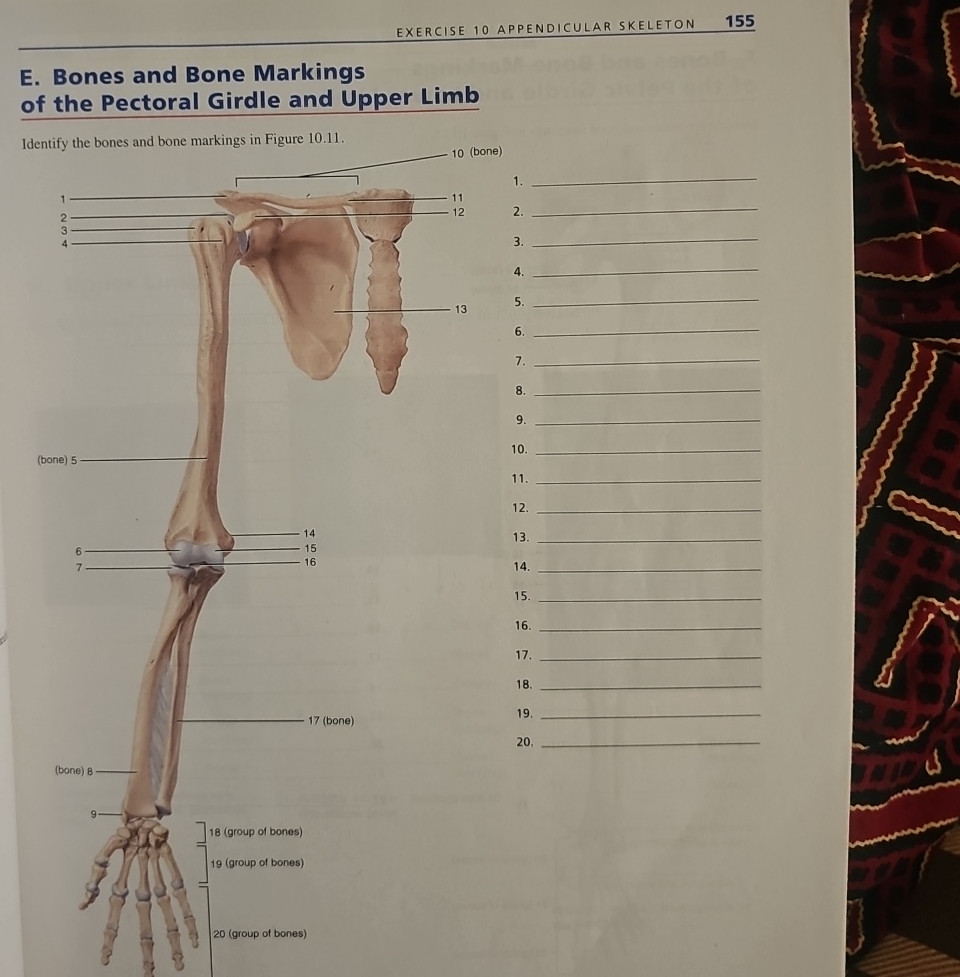 Solved EXERCISE 10 ﻿APPENDICULAR SKELETON 155E. ﻿Bones and | Chegg.com