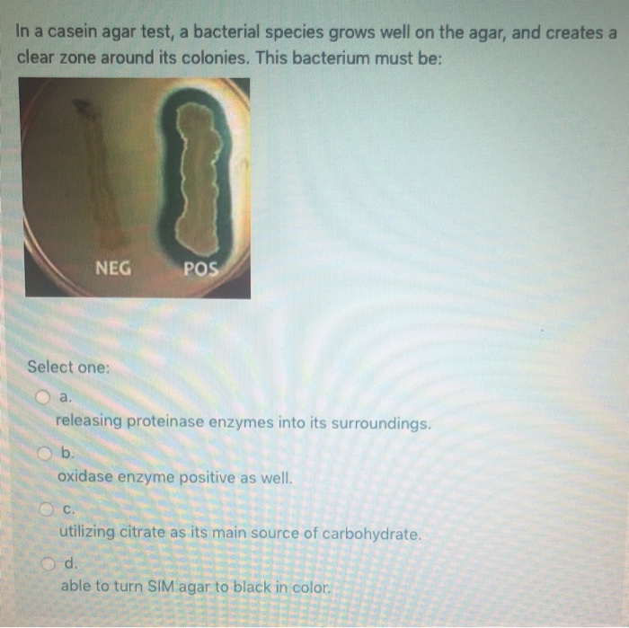 Solved In a casein agar test, a bacterial species grows well | Chegg.com