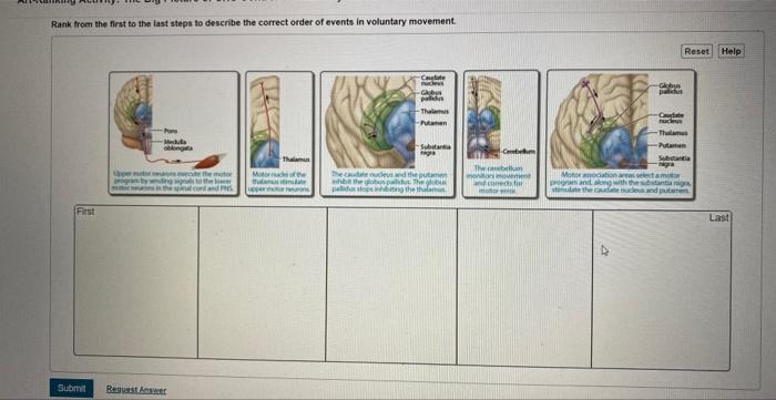 Rank from the first to the last steps to describe the | Chegg.com