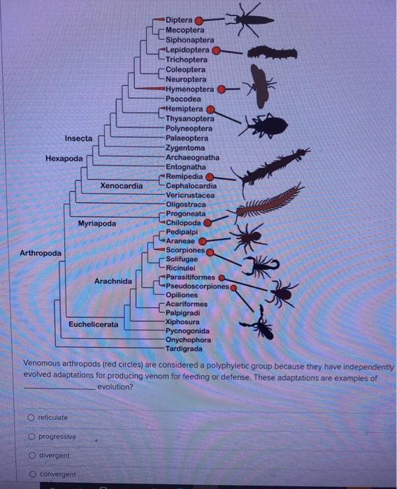 Solved Diptera Mecoptera -Siphonaptera -Lepidoptera | Chegg.com