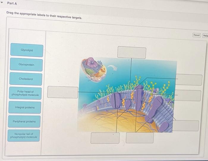 Solved Part A Drag the appropriate labels to their | Chegg.com