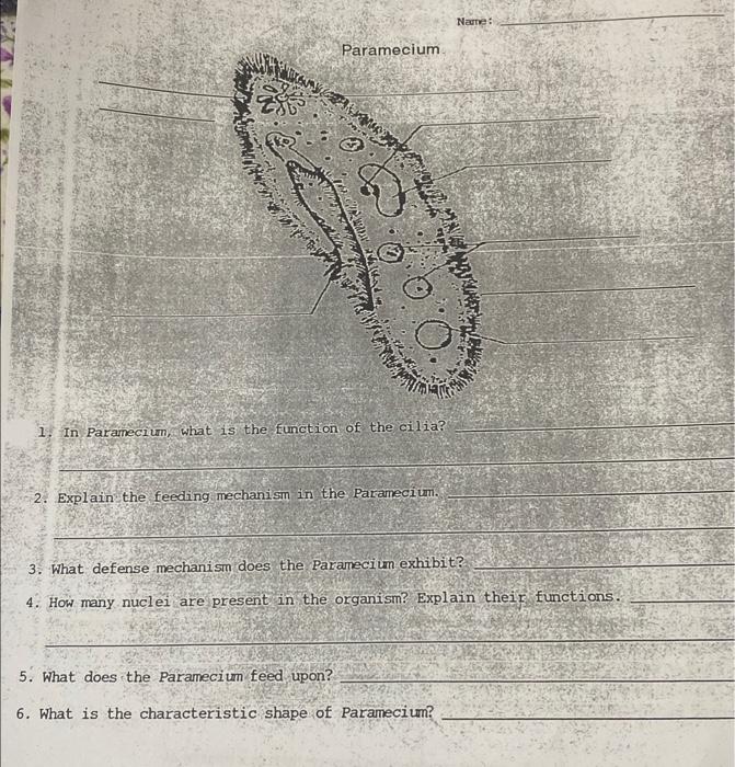 Solved 1. In Paramecium, what is the function of the cilia? | Chegg.com