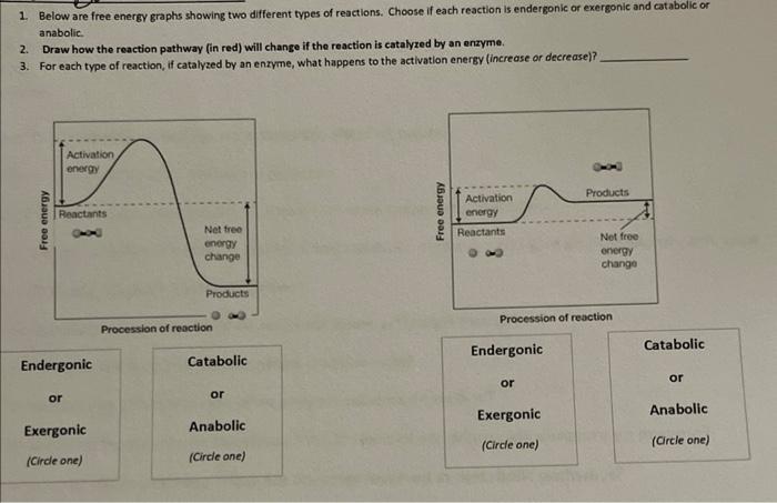 Solved 1. Below are free energy graphs showing two different | Chegg.com