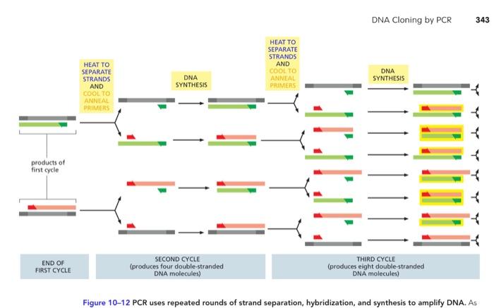 Solved If the PCR shown in Figure 10–12 is carried through | Chegg.com