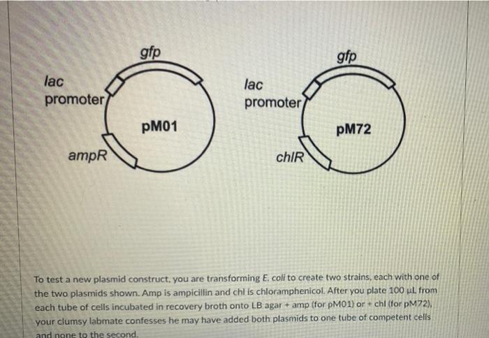 Solved gfp gfp lac promoter lac promoter pM01 pM72 ampR chIR | Chegg.com