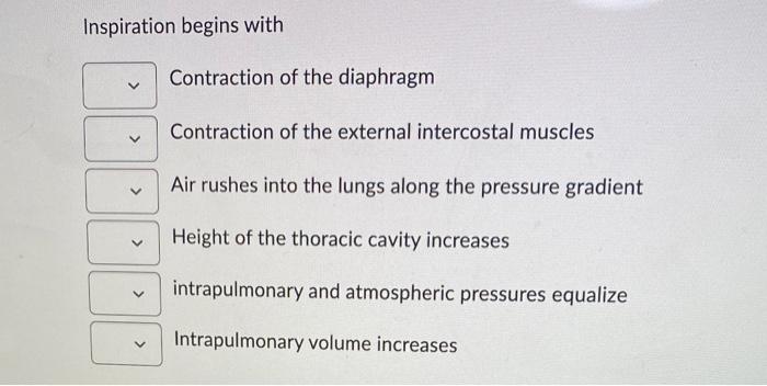 Solved Inspiration begins with Contraction of the diaphragm | Chegg.com