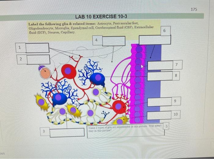 Solved 175 LAB 10 EXERCISE 10-3 Label the following glia & | Chegg.com