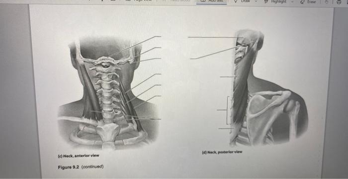 158 Active-Leaming Workbook (b) Muscles df a | Chegg.com