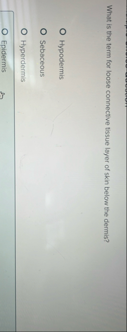 Solved What is the term for loose connective tissue layer of | Chegg.com