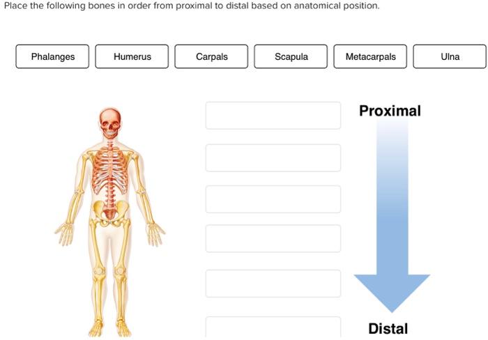 Solved Place the following bones in order from proximal to | Chegg.com