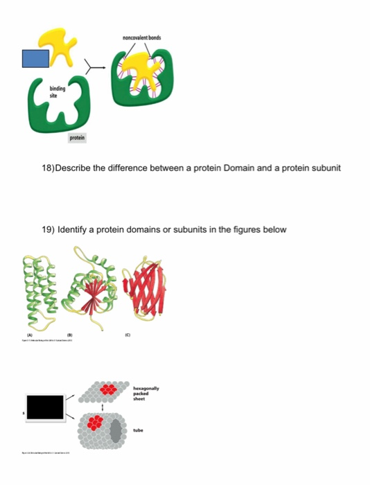 Solved noncovalent bonds protein 18)Describe the difference | Chegg.com