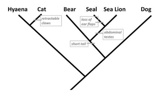 Solved In the phylogeny pictured, which of the following | Chegg.com