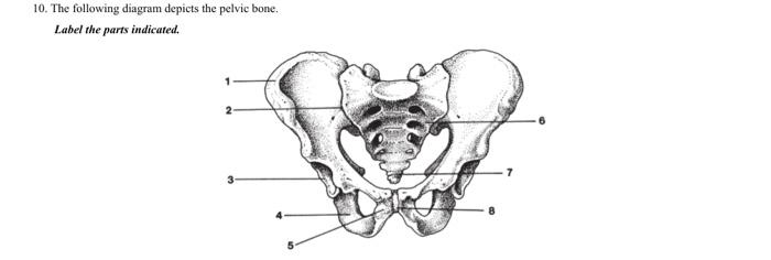 Solved 10. The following diagram depicts the pelvic bone. | Chegg.com