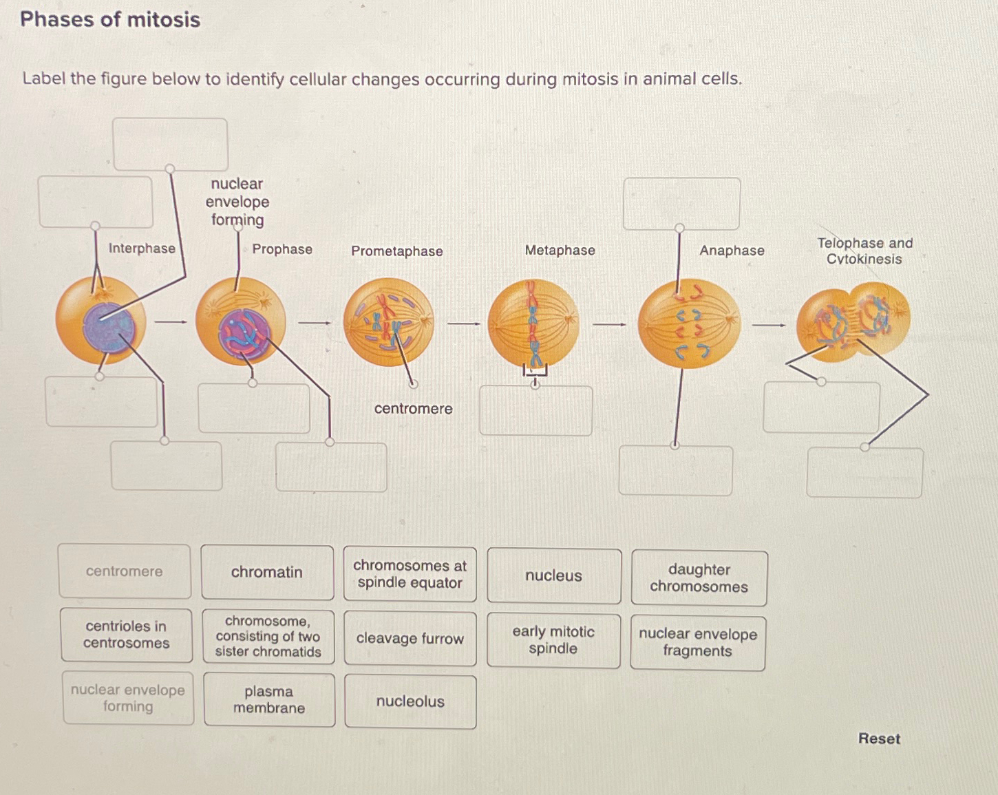 Solved Phases of mitosisLabel the figure below to identify | Chegg.com
