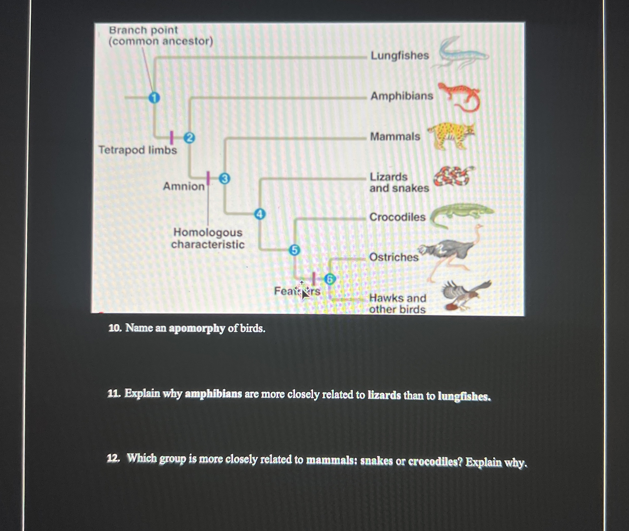 Solved Name an apomorphy of birds.Explain why amphibians are | Chegg.com