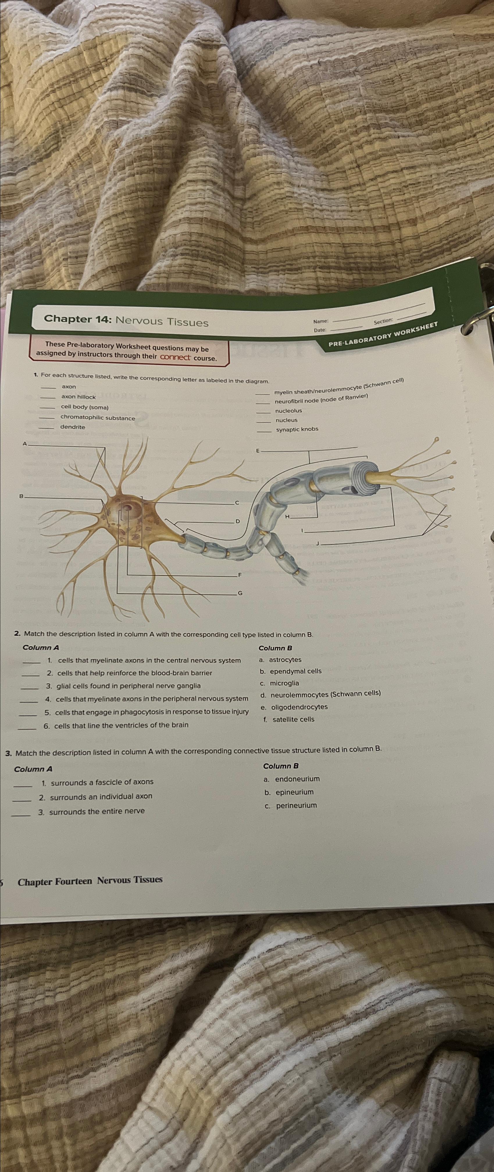 Solved Chapter 14: Nervous TissuesThese Pre-laboratory | Chegg.com