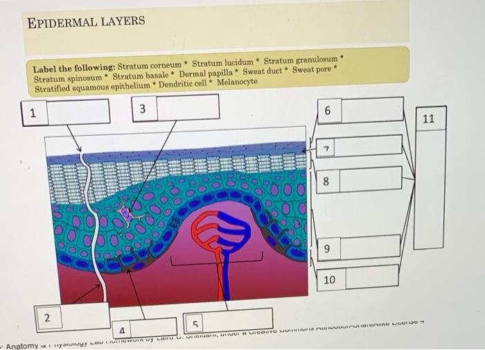 Solved EPIDERMAL LAYERS Label the following: Stratum corneum | Chegg.com