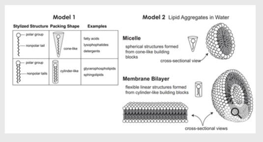 Solved What shape and structural factors determine the sort | Chegg.com