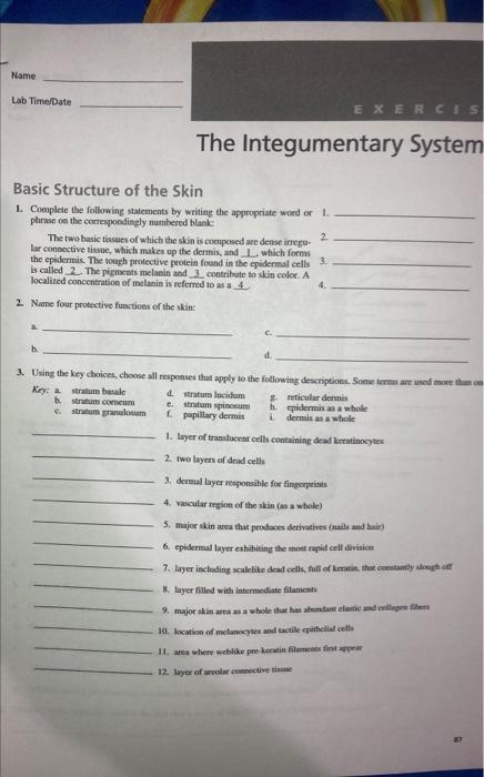 Solved The Integumentary System Basic Structure of the Skin | Chegg.com