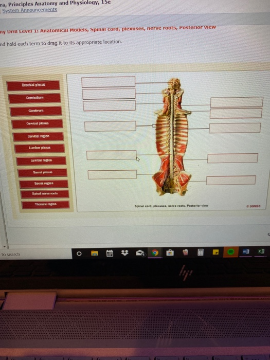 Solved ra, Principles Anatomy and Physiology, 15e System | Chegg.com