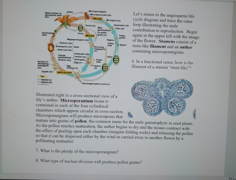 Solved cells. In this lab, we will examine flower structure | Chegg.com