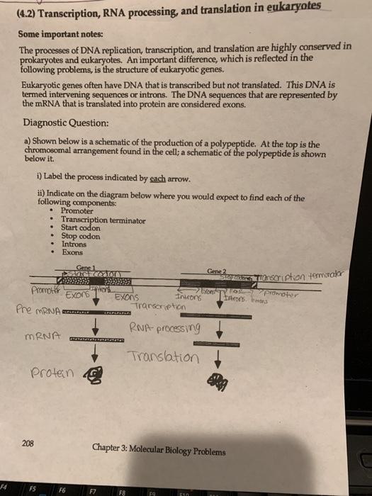 Solved (4.2) Transcription, RNA processing, and translation | Chegg.com