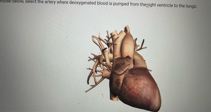 Solved nocel below, select the artery where deoxygenated | Chegg.com