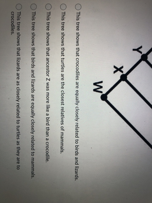 Solved Which statement is TRUE about the tree shown below? Z | Chegg.com