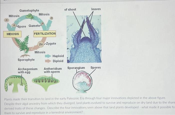 Solved n Gametophyte Mitosis MEIOSIS Spore Gamete Sporophyte | Chegg.com