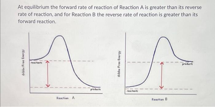 Solved At equilibrium the forward rate of reaction of | Chegg.com