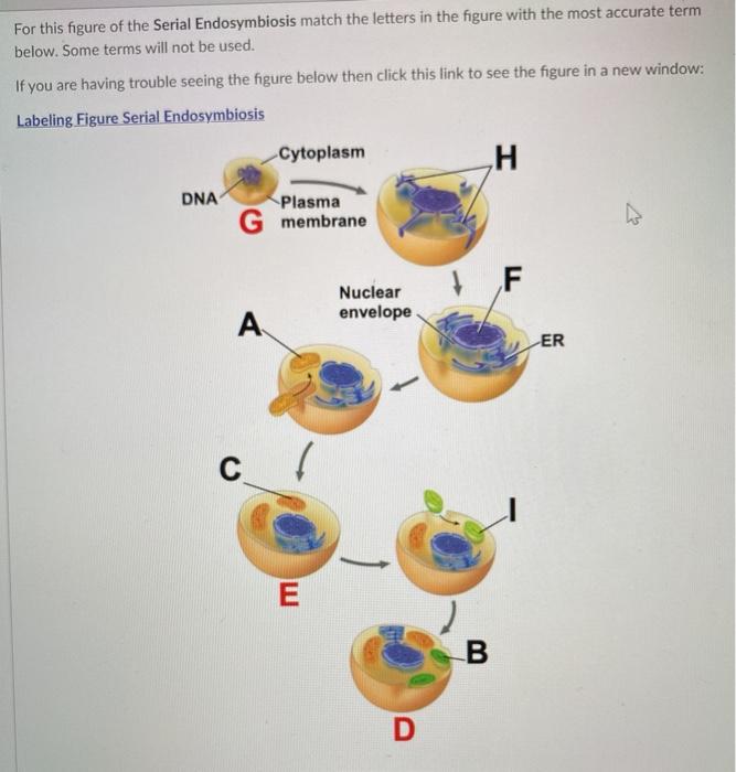 Solved For this figure of the Serial Endosymbiosis match the | Chegg.com