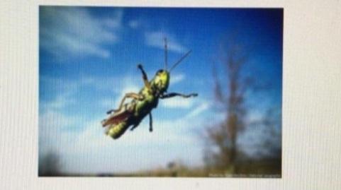 Solved A locust can jump as far as 1 m. To make such jump, | Chegg.com