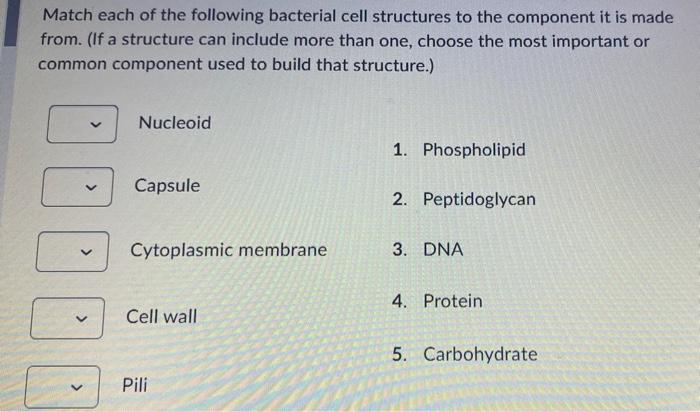 Solved Match each of the following bacterial cell structures | Chegg.com