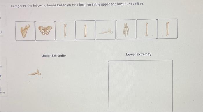 Solved Categorize the following bones based on their | Chegg.com