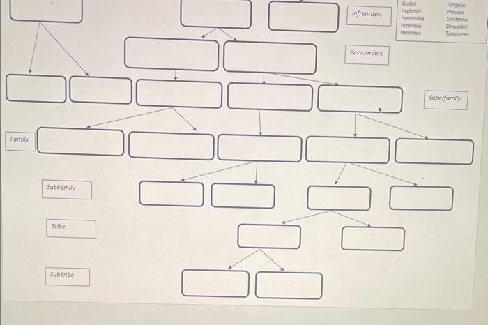 BANK: Callitrichidae Catarrhines Cebidae Ceboidea | Chegg.com