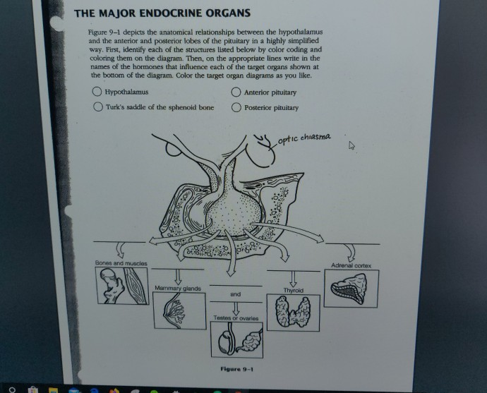 Solved THE MAJOR ENDOCRINE ORGANS Figure 9-1 depicts the | Chegg.com