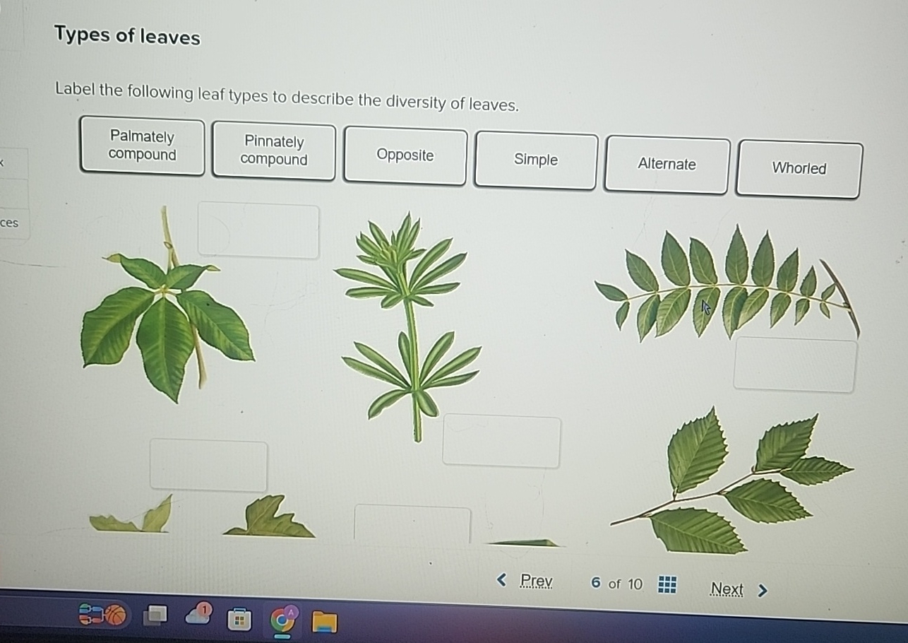 Solved Types of leavesLabel the following leaf types to | Chegg.com