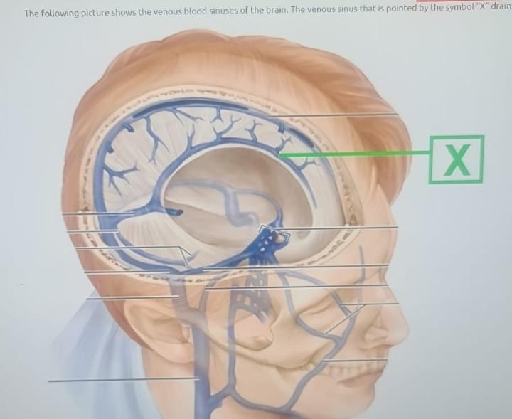 Solved The following picture shows the venous blood sinuses | Chegg.com