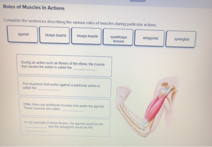 Solved Roles of Muscles In Actions Complete the sentences | Chegg.com