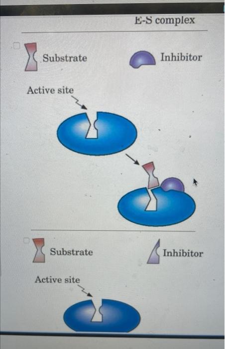 Solved Dan Koshland suggested the induced-fit mechanism for | Chegg.com